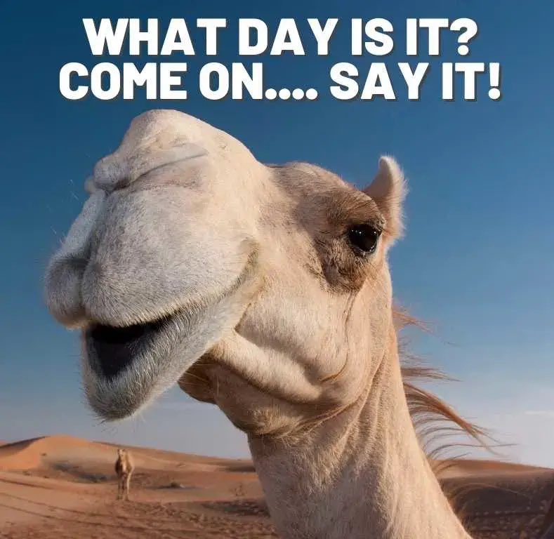 What Day Is It Camel Meme