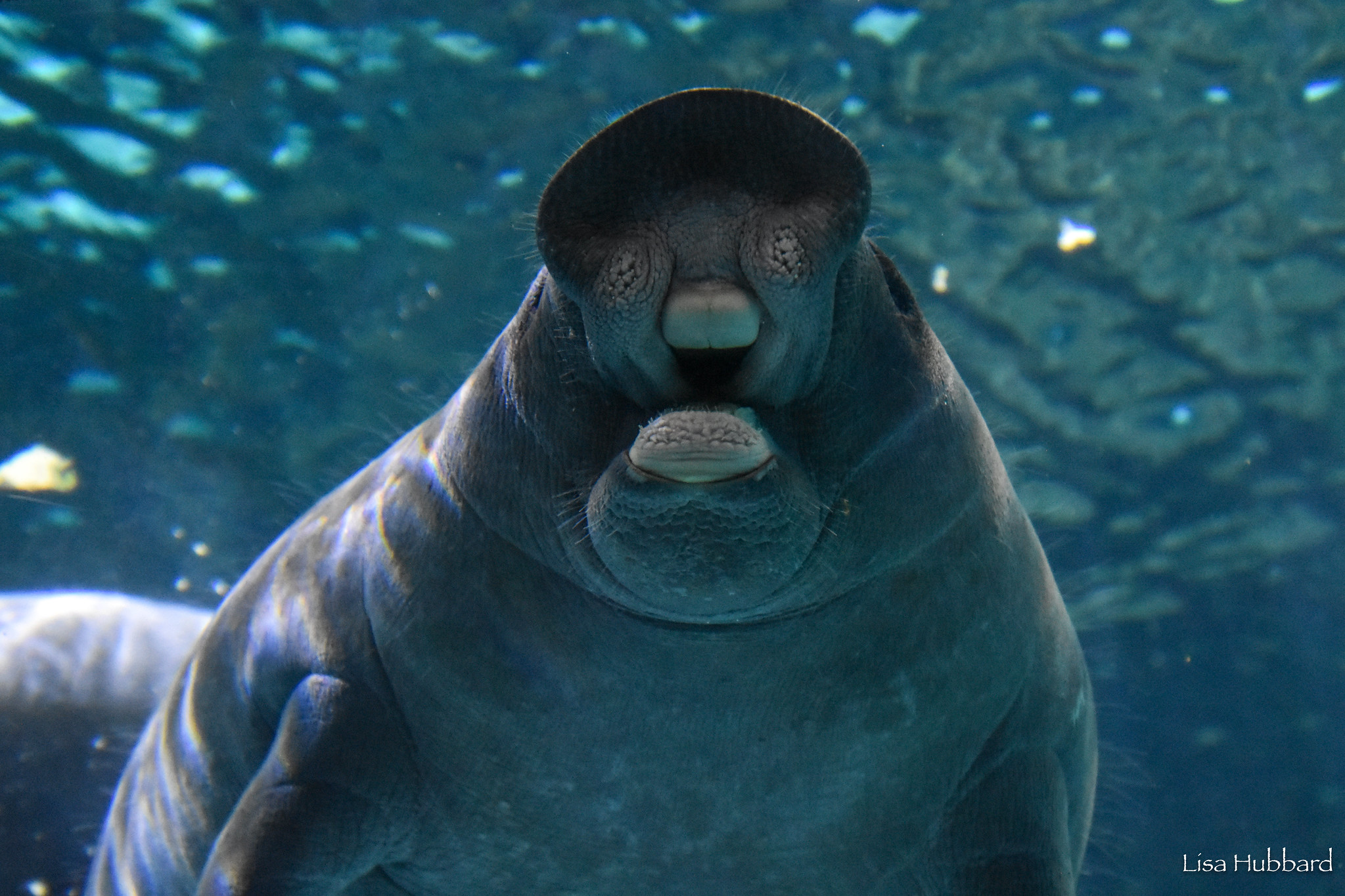 X Manatees Sirenia Wikipedia