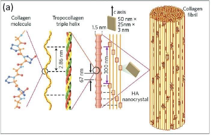 Collagen Structure Triple Helix