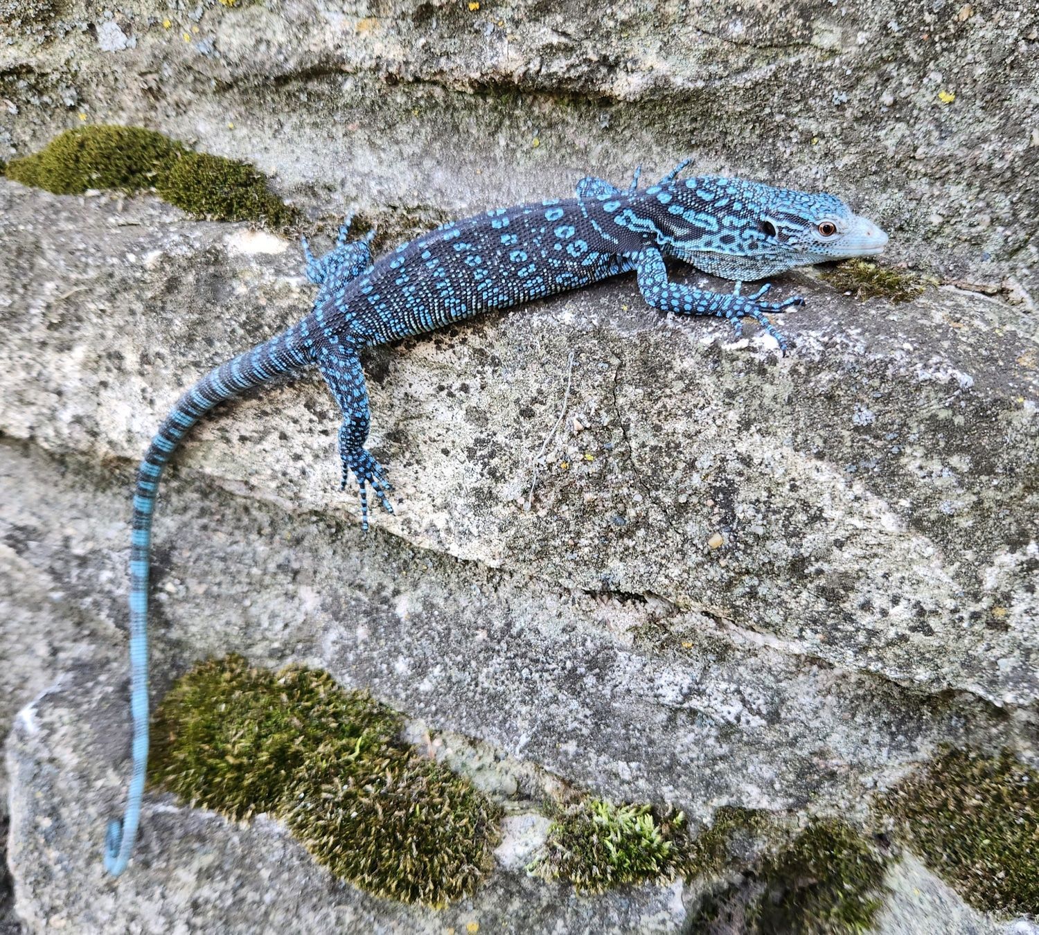 Blue Monitor Lizard Pet