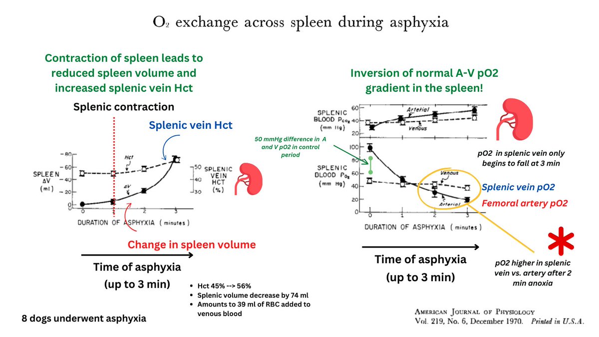 1/5 SPLENIC CONTRACTION In mammals, contraction of the spleen results ...