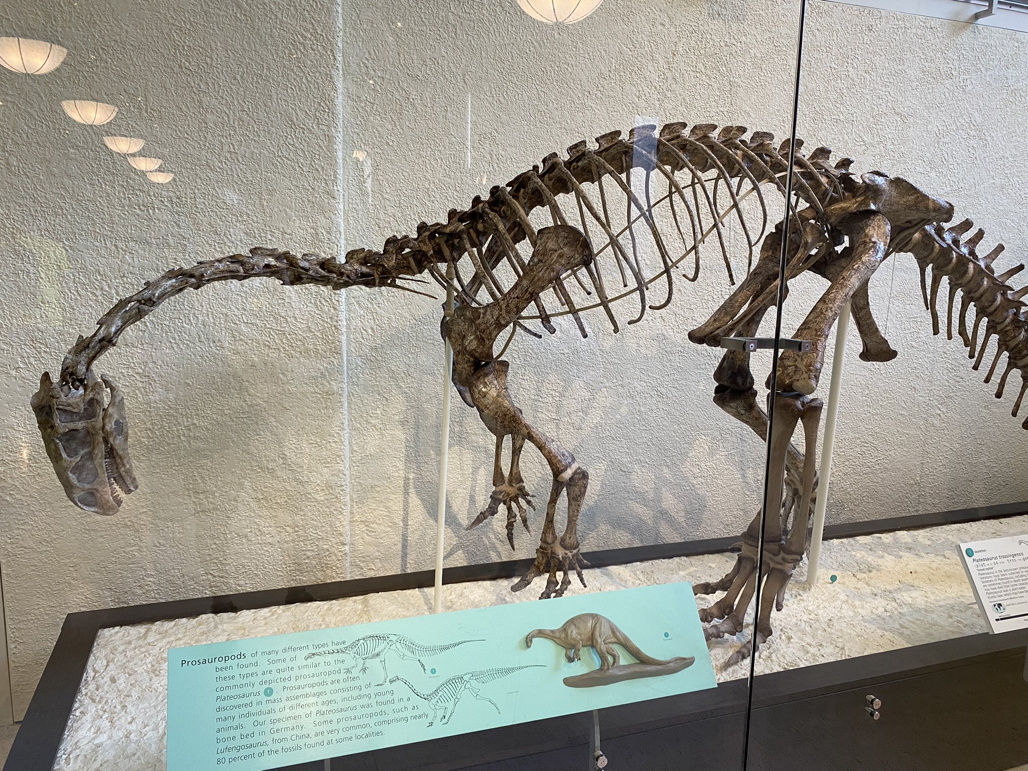 Plateosaurus Fossil Plateosaurus | Sauropod Vertebra Picture Of The