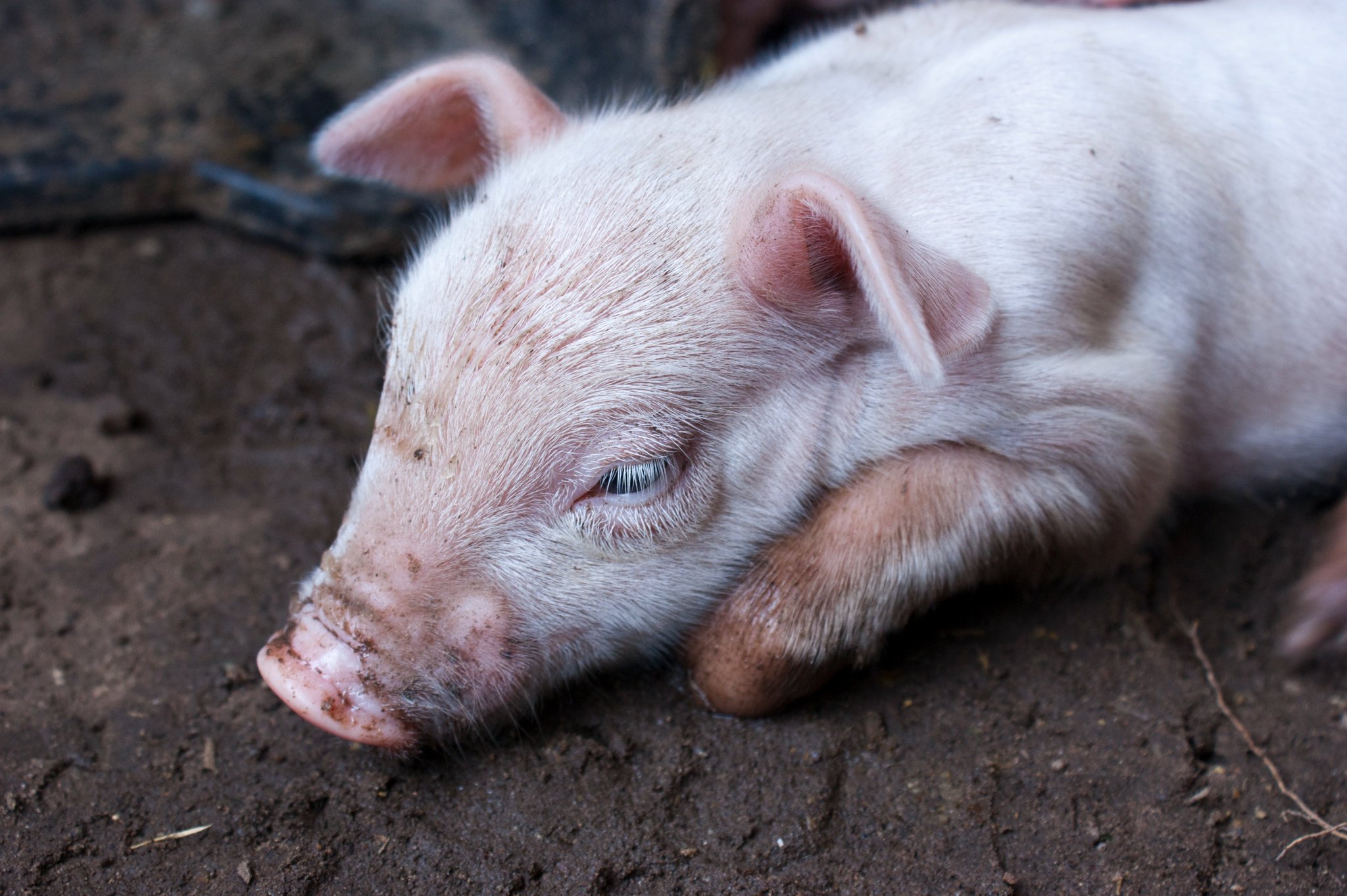 Livestock247 #livestockvocabulary Buck- A Matured And, 55% OFF