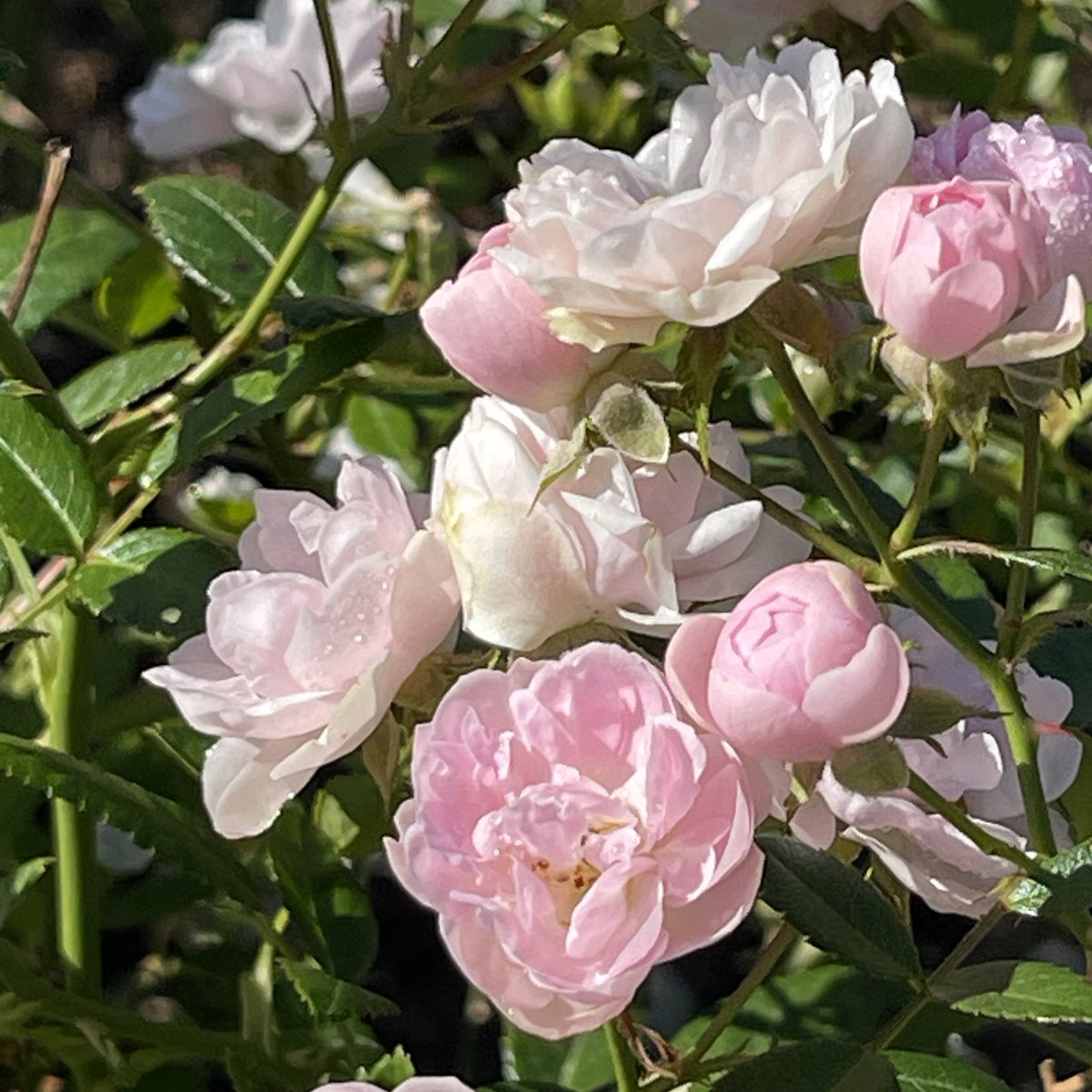 ヒューイット@DQX&FF14(@Hewitt_DQX) - Twilog