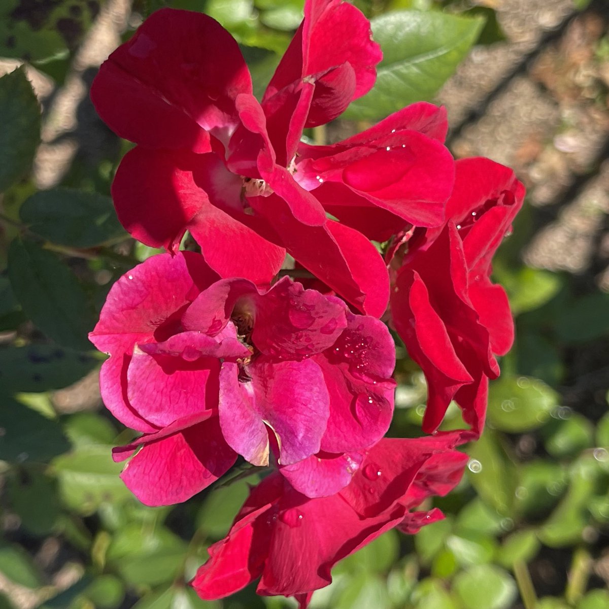 ヒューイット@DQX&FF14(@Hewitt_DQX) - Twilog