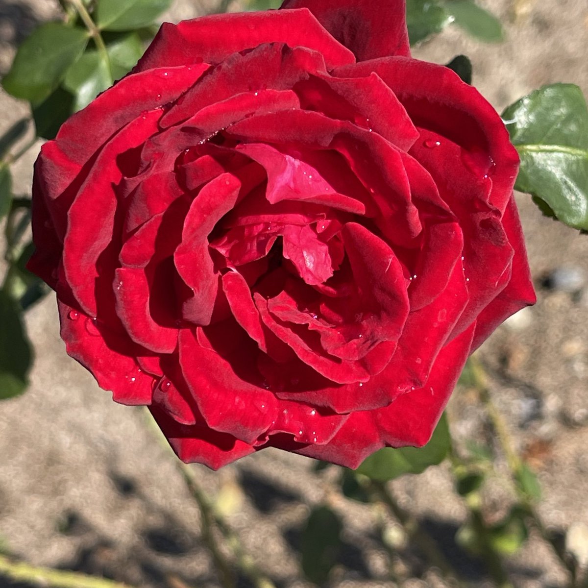 ヒューイット@DQX&FF14(@Hewitt_DQX) - Twilog