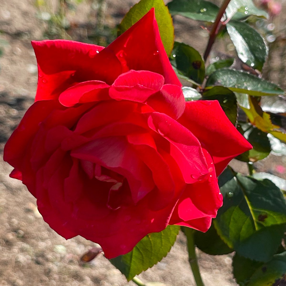 ヒューイット@DQX&FF14(@Hewitt_DQX) - Twilog