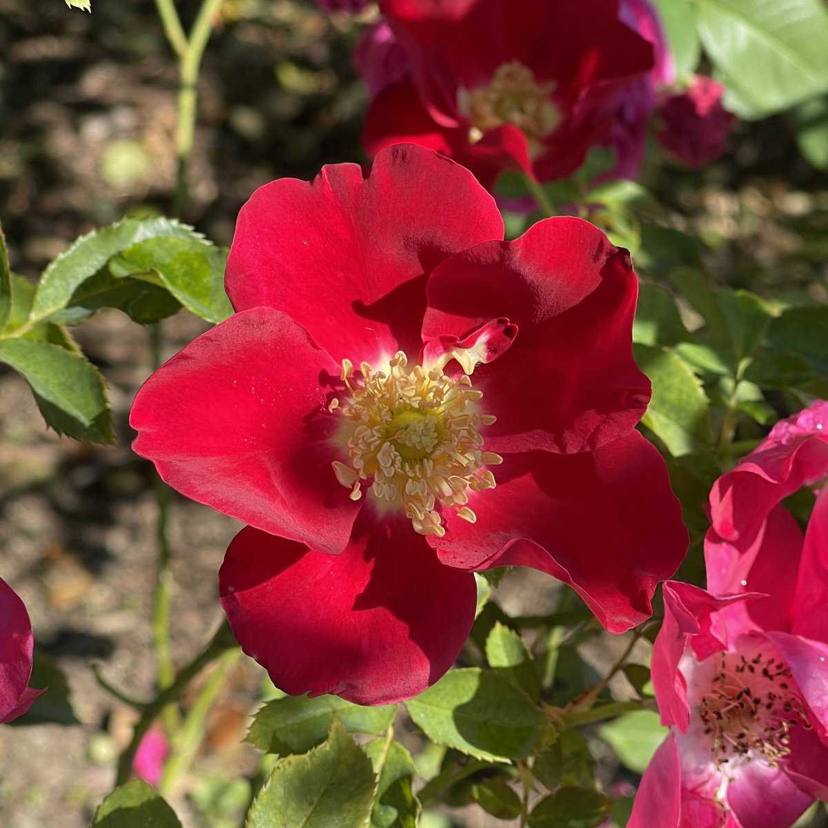 ヒューイット@DQX&FF14(@Hewitt_DQX) - Twilog