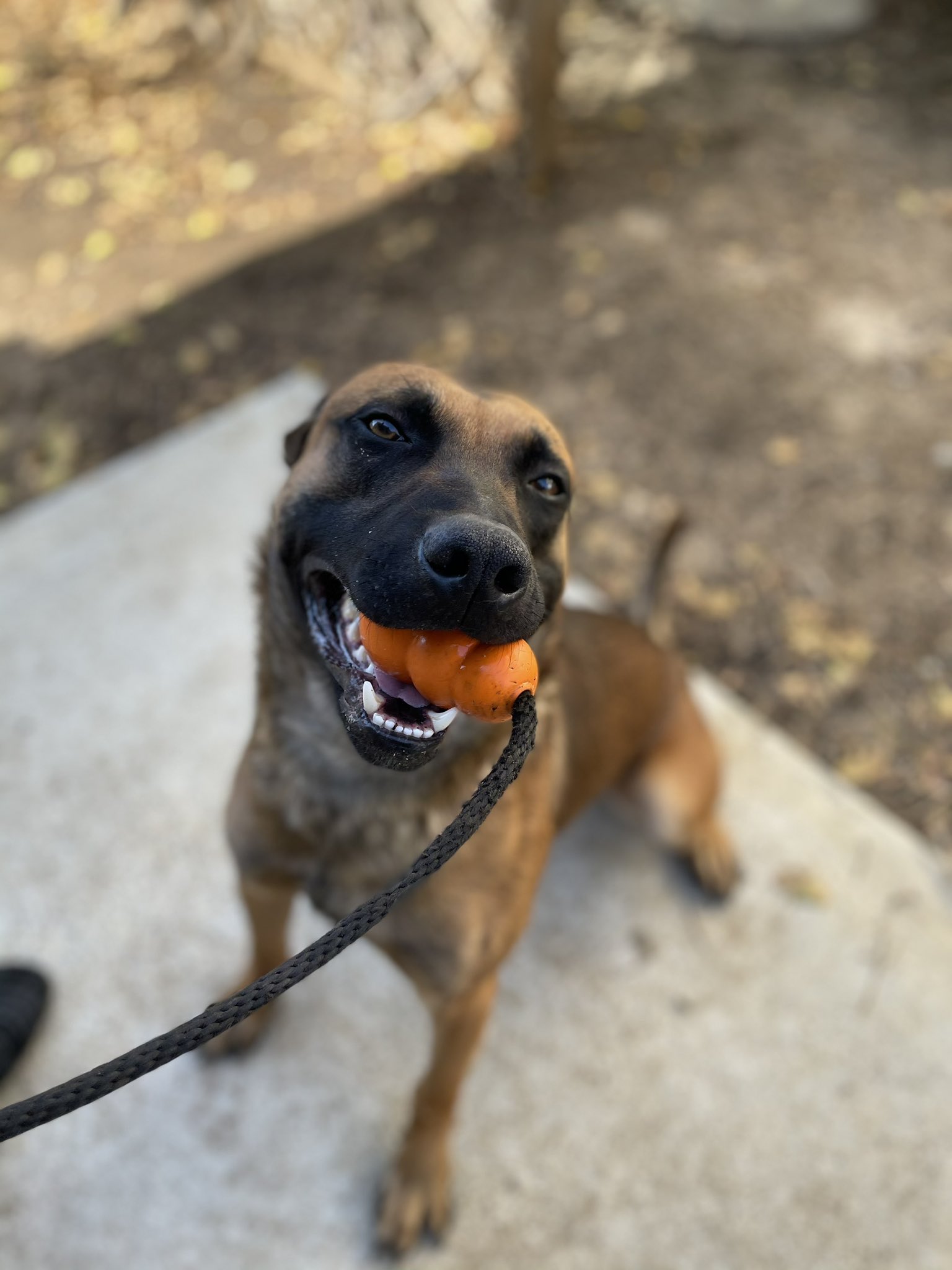 Belgian Malinois Mix Floppy Ears