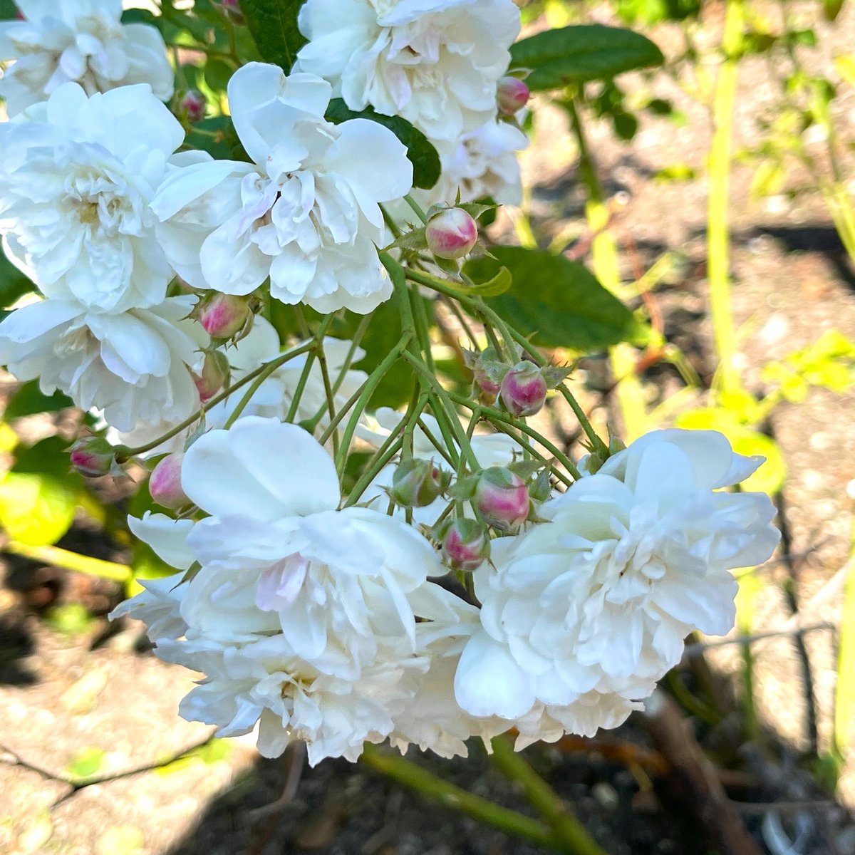 ヒューイット@DQX&FF14(@Hewitt_DQX) - Twilog