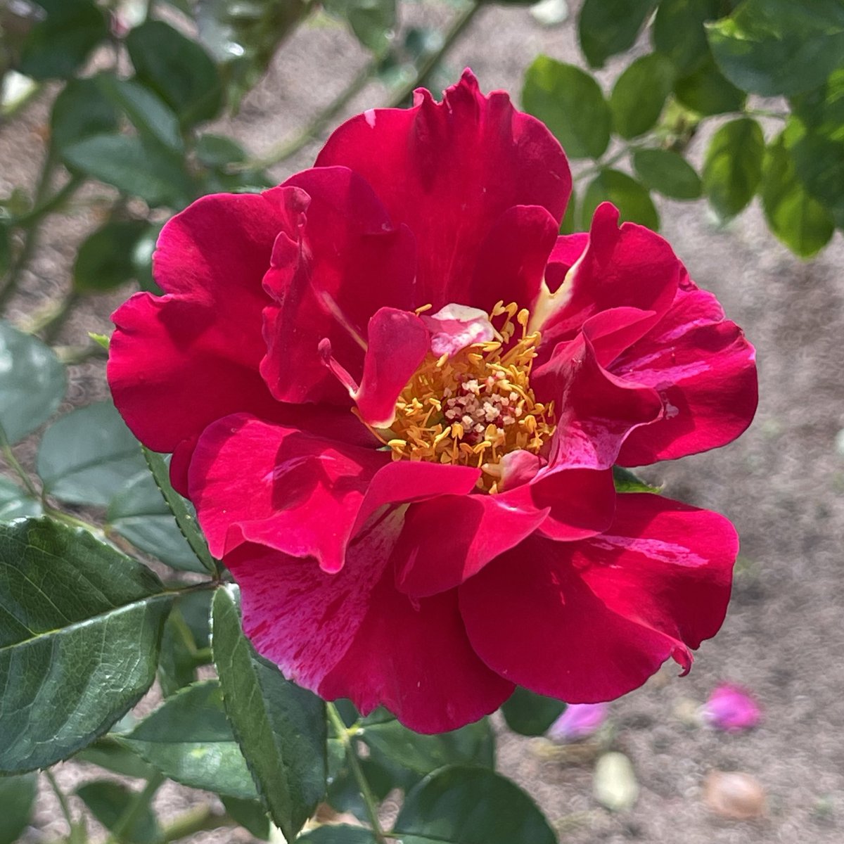 ヒューイット@DQX&FF14(@Hewitt_DQX) - Twilog