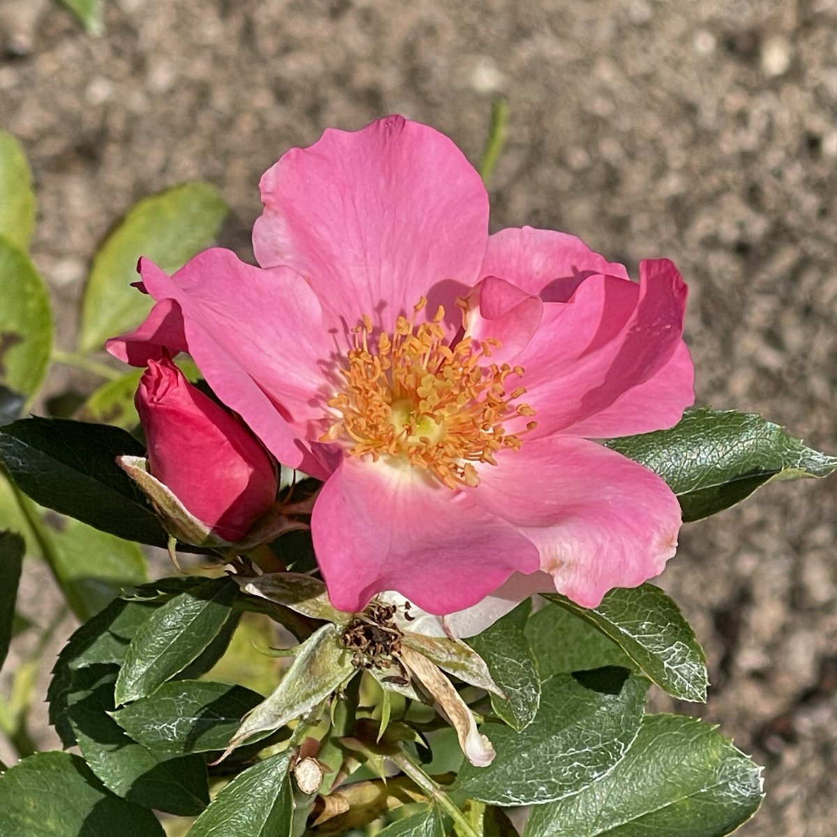 ヒューイット@DQX&FF14(@Hewitt_DQX) - Twilog