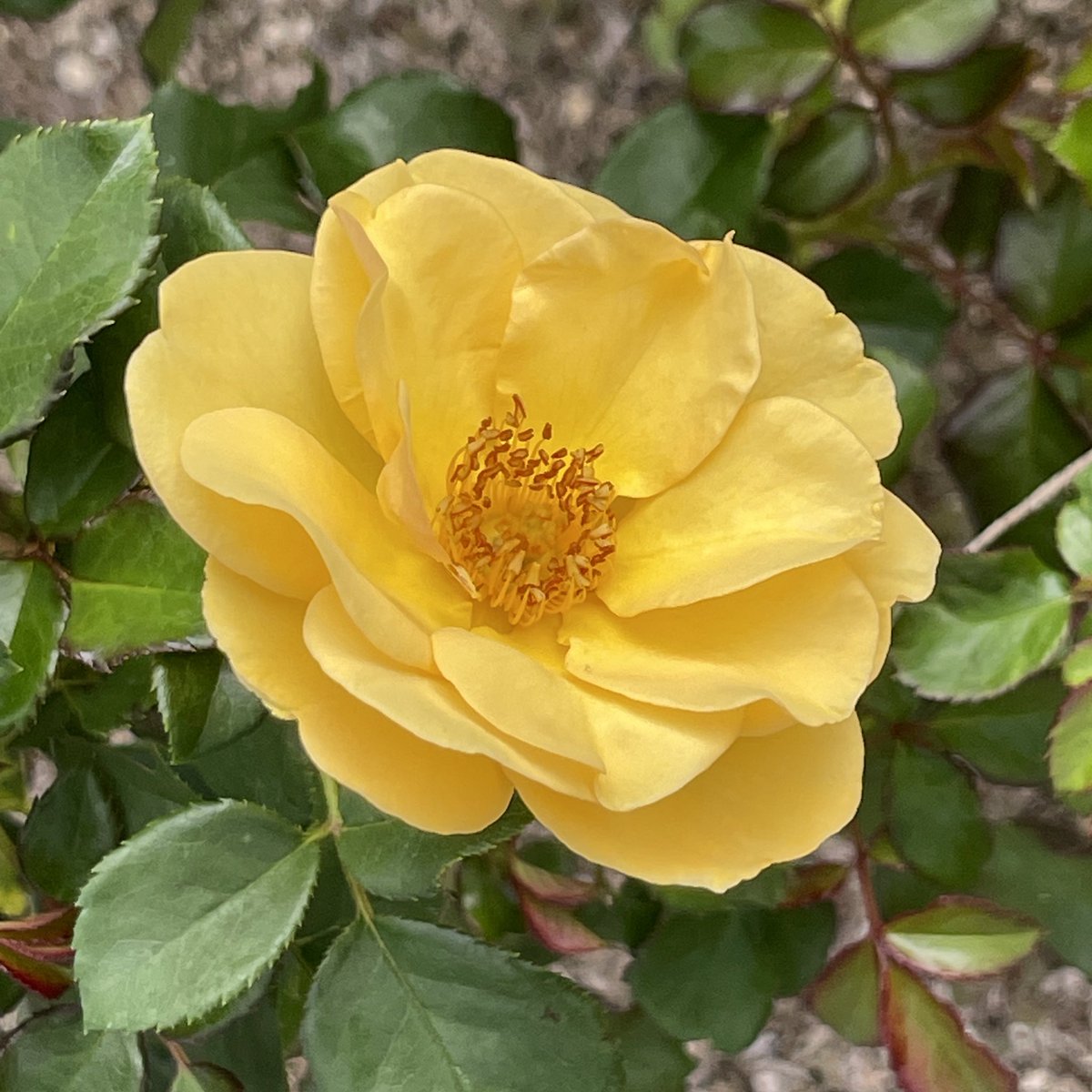 ヒューイット@DQX&FF14(@Hewitt_DQX) - Twilog