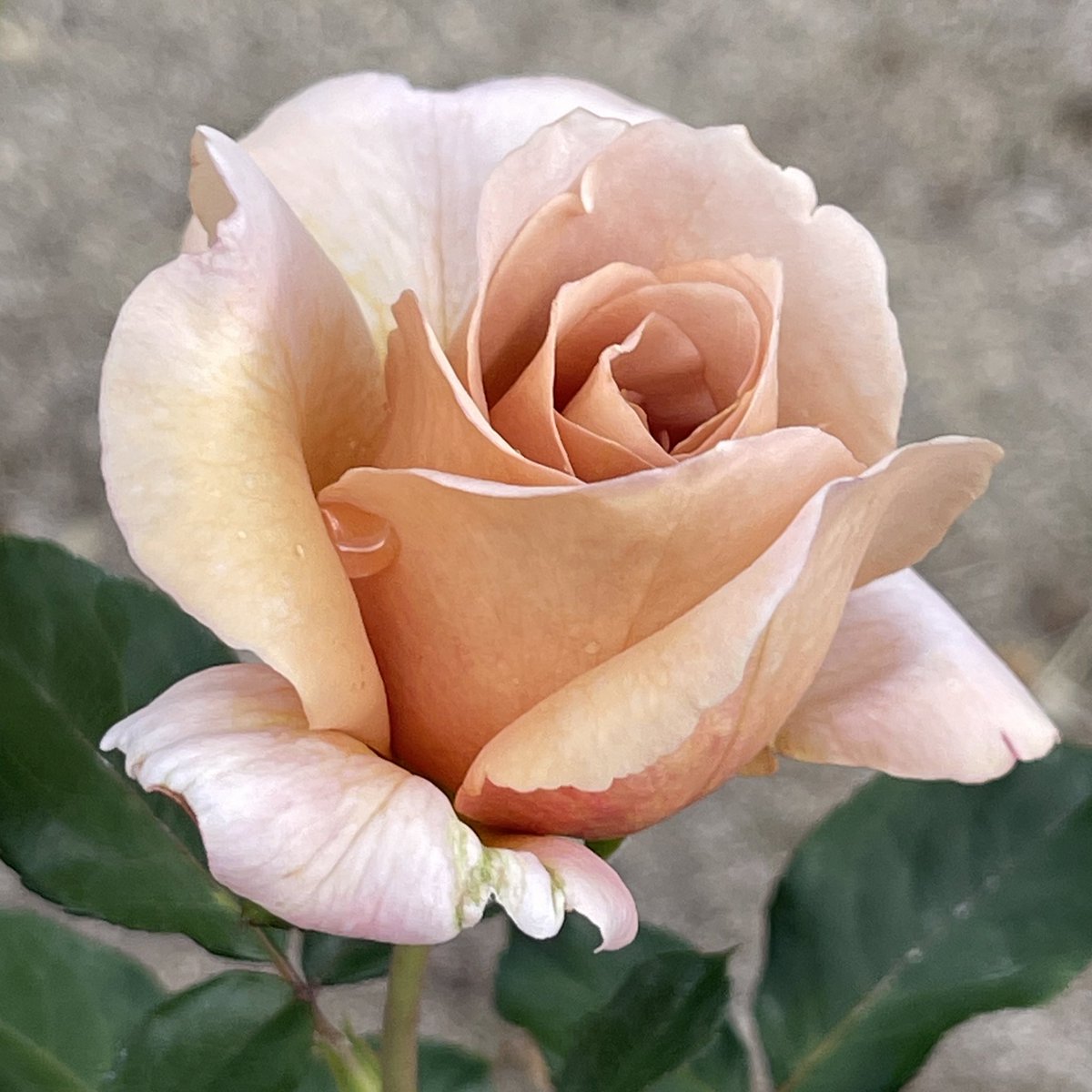 ヒューイット@DQX&FF14(@Hewitt_DQX) - Twilog