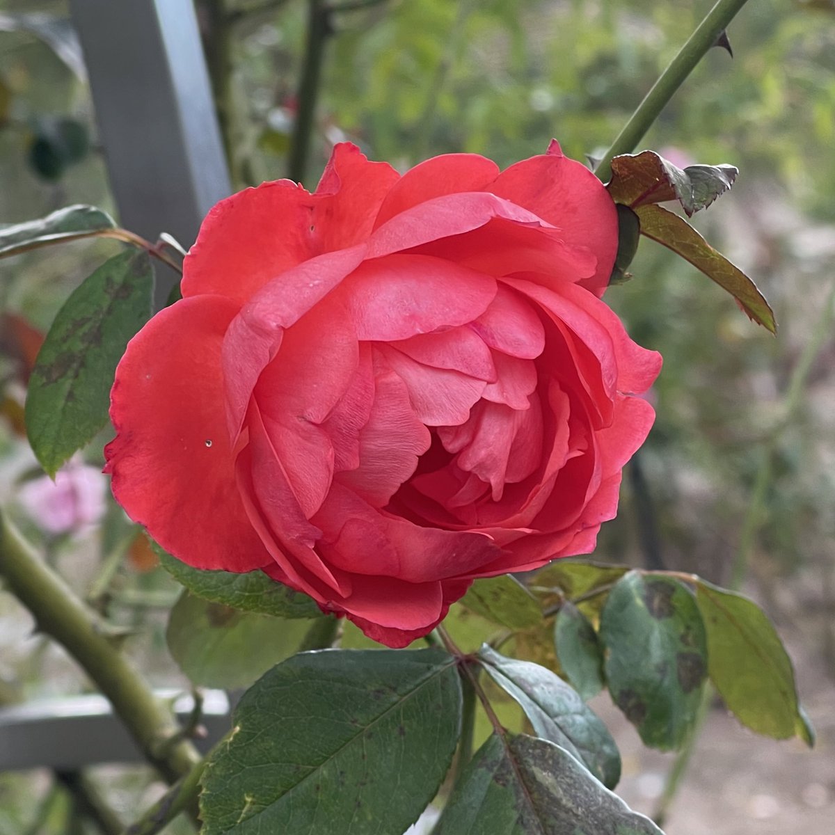 ヒューイット@DQX&FF14(@Hewitt_DQX) - Twilog