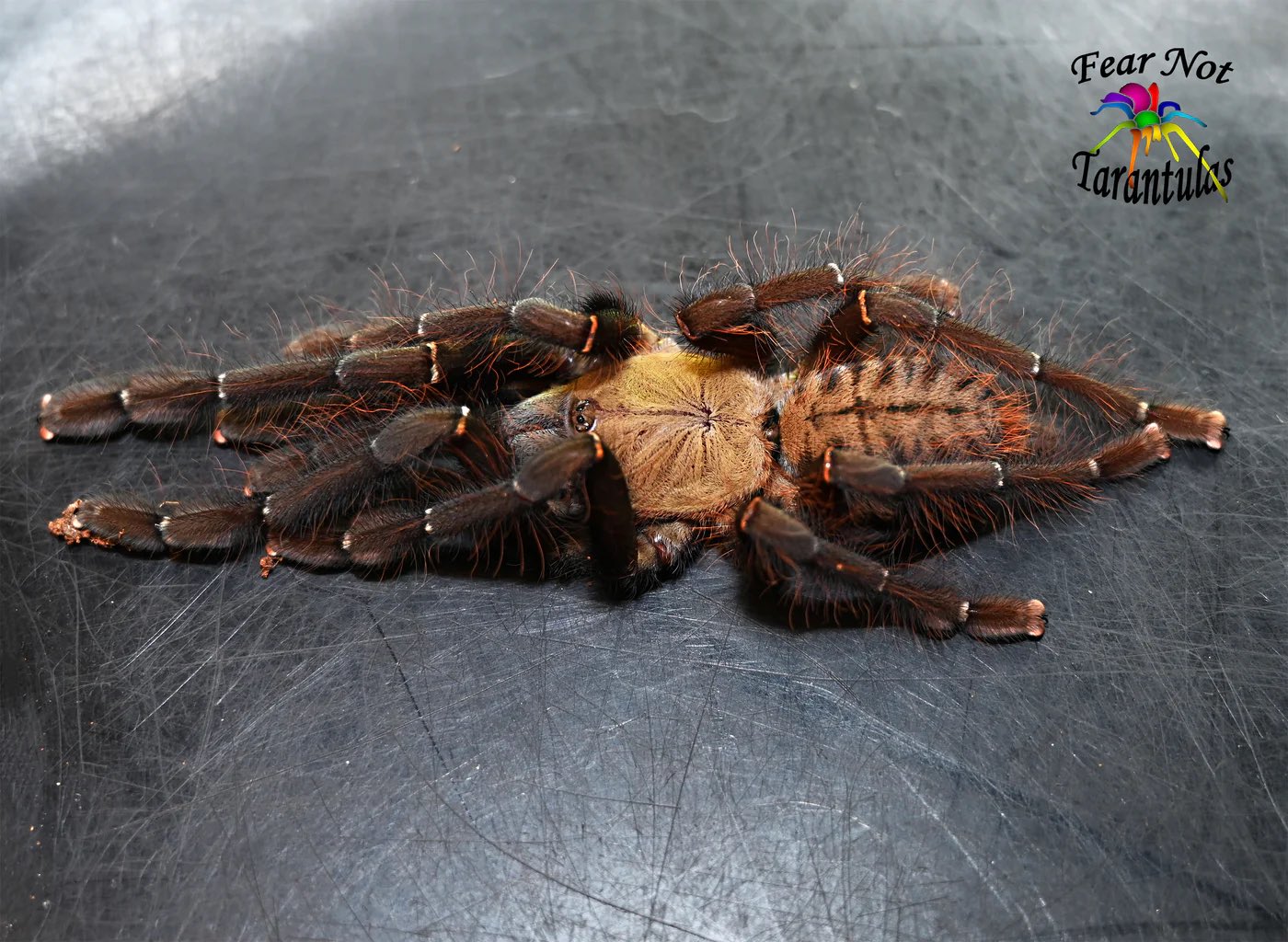 Earth Tiger Tarantula Old World Tarantulas Vs. New World Tarantulas: