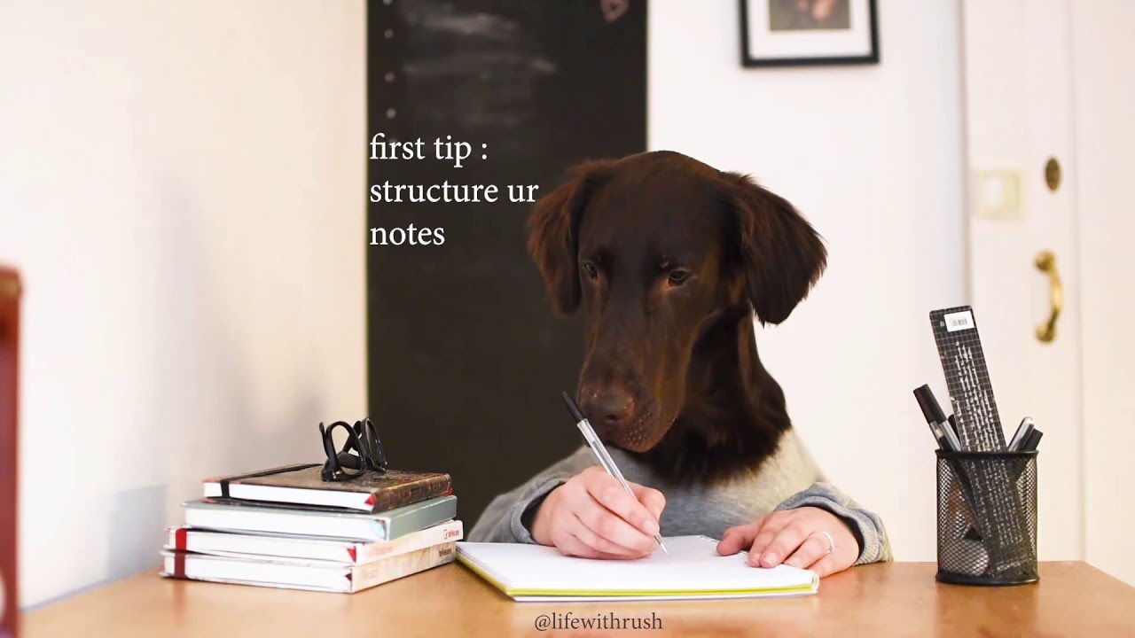Perro Estudiando Científicos Descubrieron Que Los Perros Están