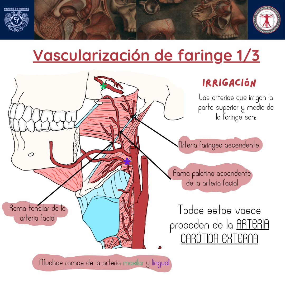 Arteria Faringea Ascendente Ascending Pharyngeal Artery