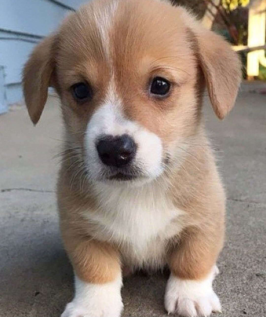 Very Cute Puppies A Selection Of Cute Pictures Of Puppies That Might