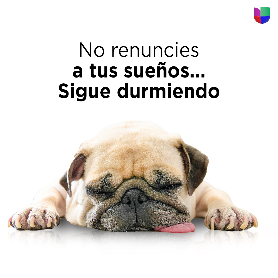 Sigue Durmiendo Memes