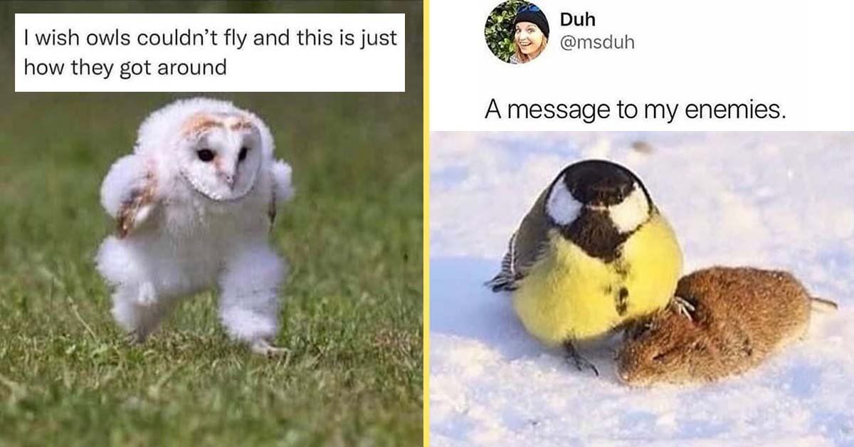 Funny Bird Memes
