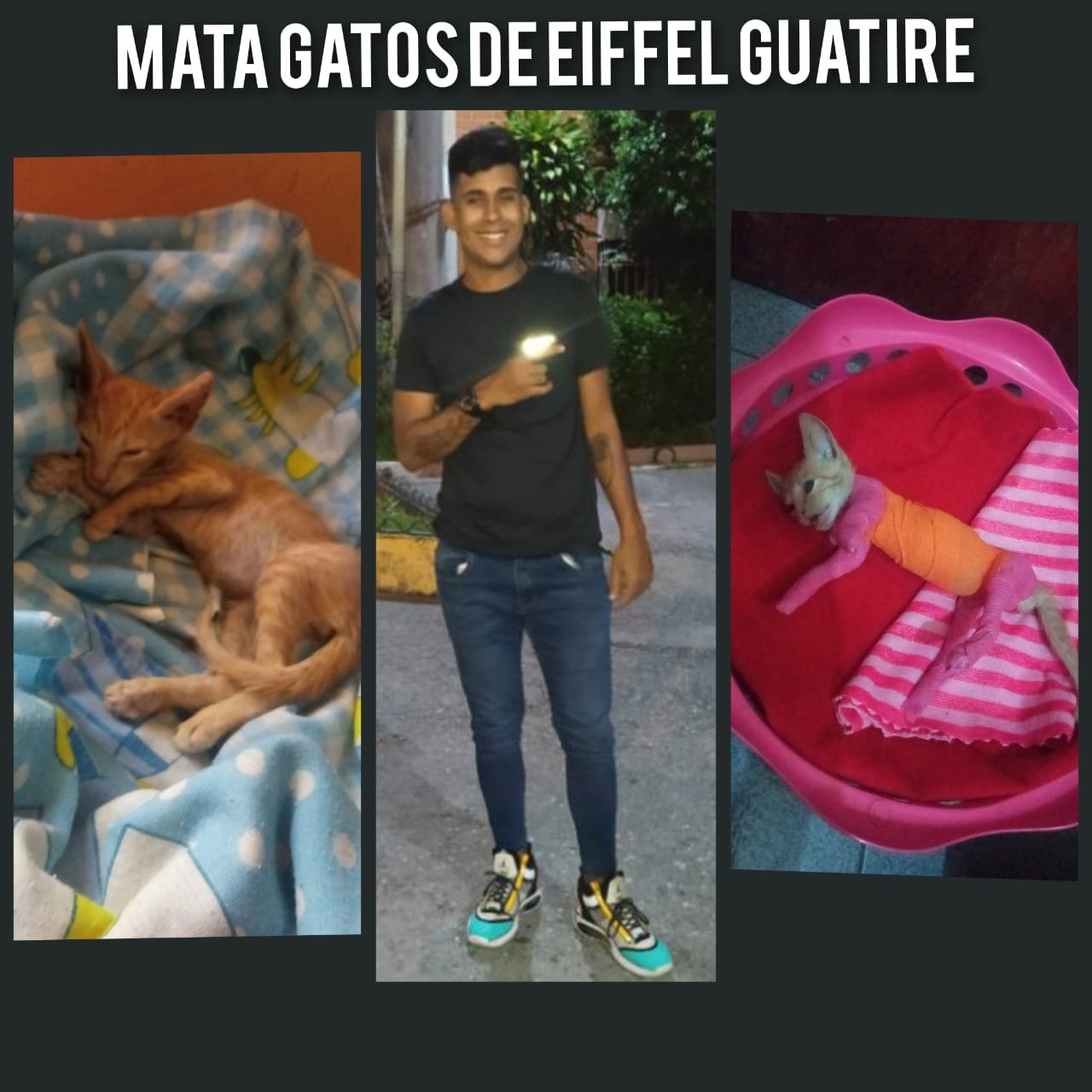 Mata Gatos Memes
