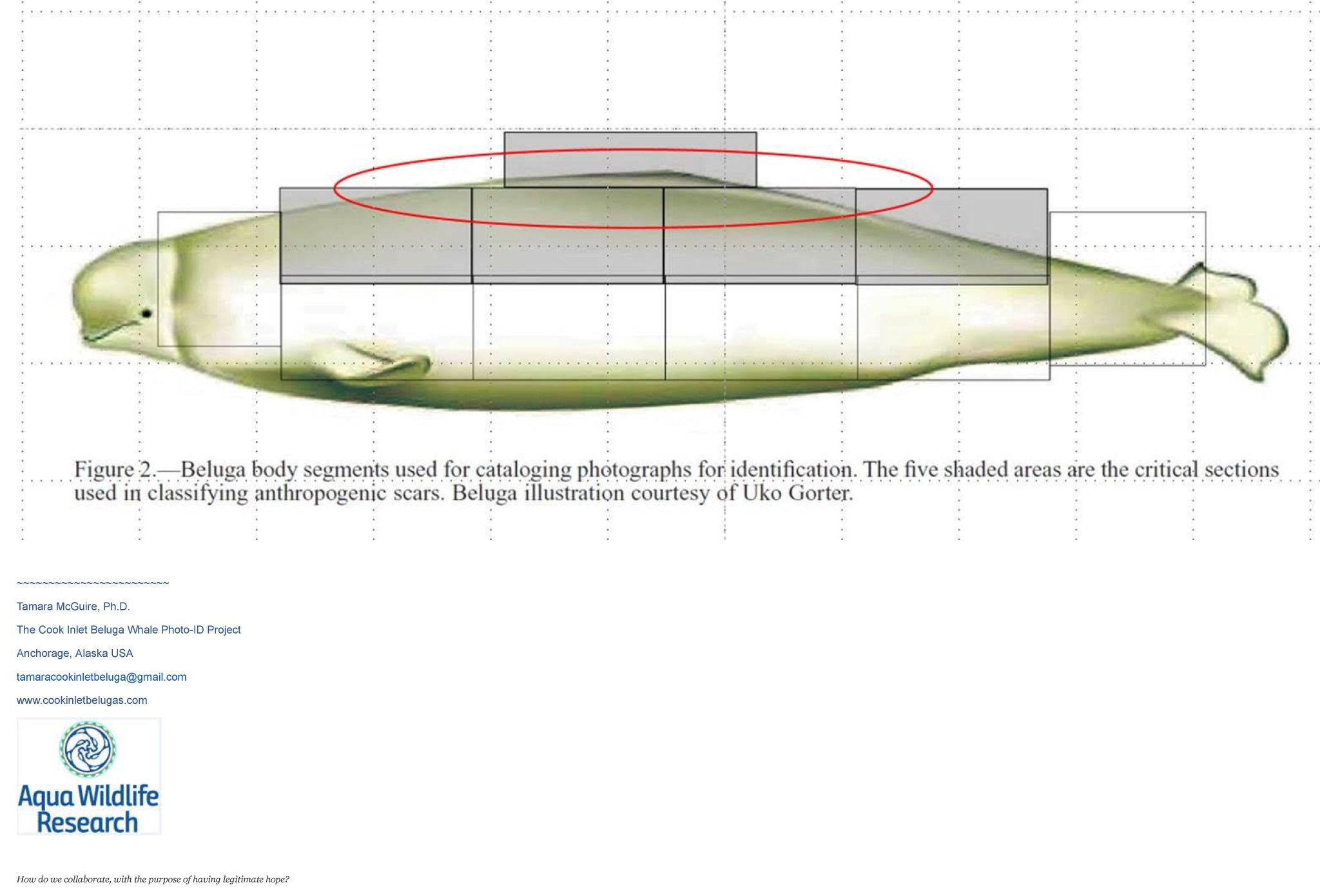 Orca Network on Twitter: "We have received multiple reports of a beluga ...