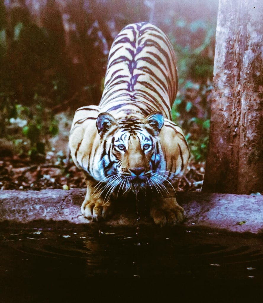 Tumblr Fotografie Tiger