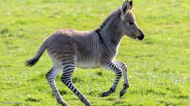 Heba Ashour (@heba_saide) | Twitter