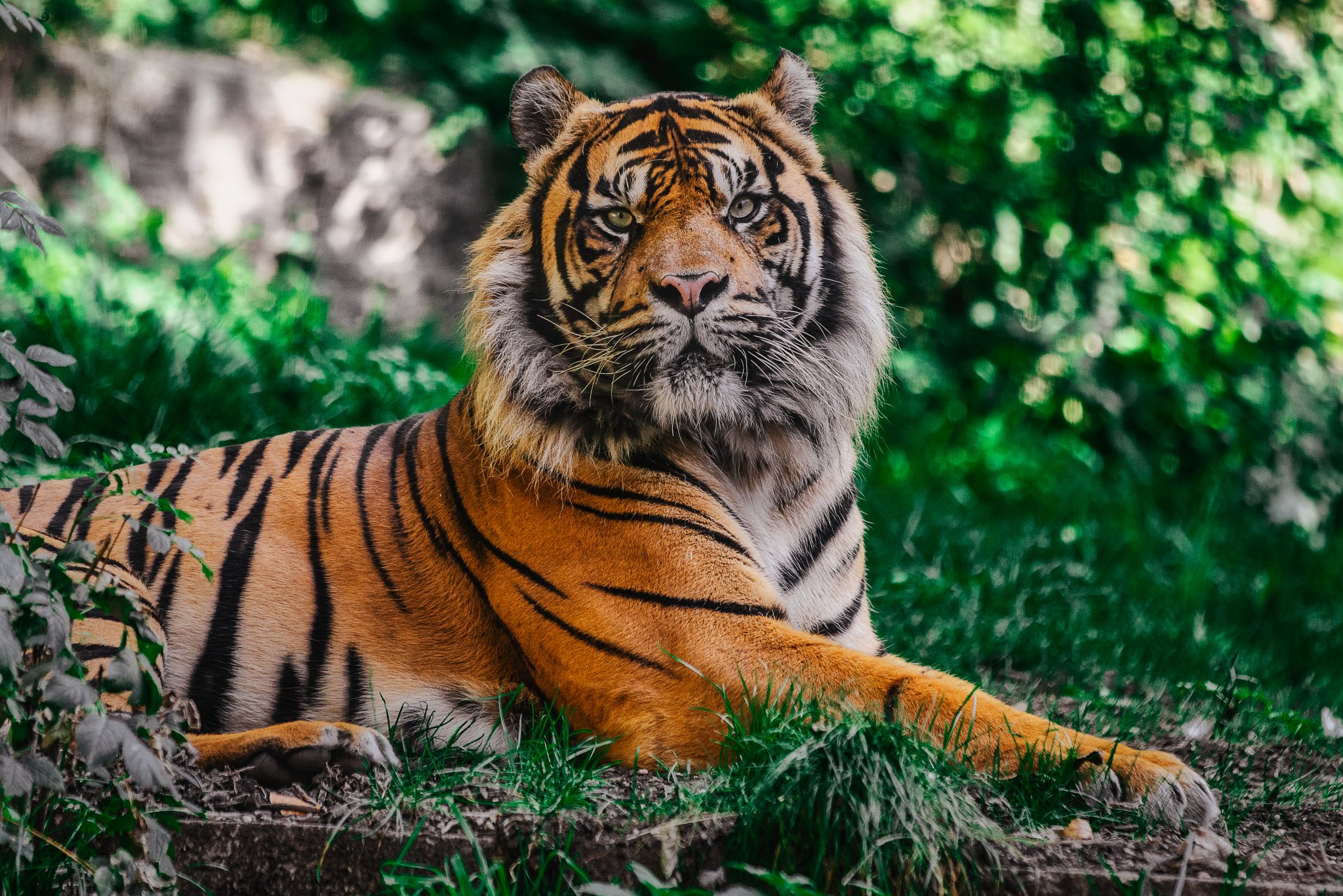 Animal Planet On Twitter CatWeek Tigers Are The Biggest Species Of animal-planet-on-twitter-catweek-tigers-are-the-biggest-species-of