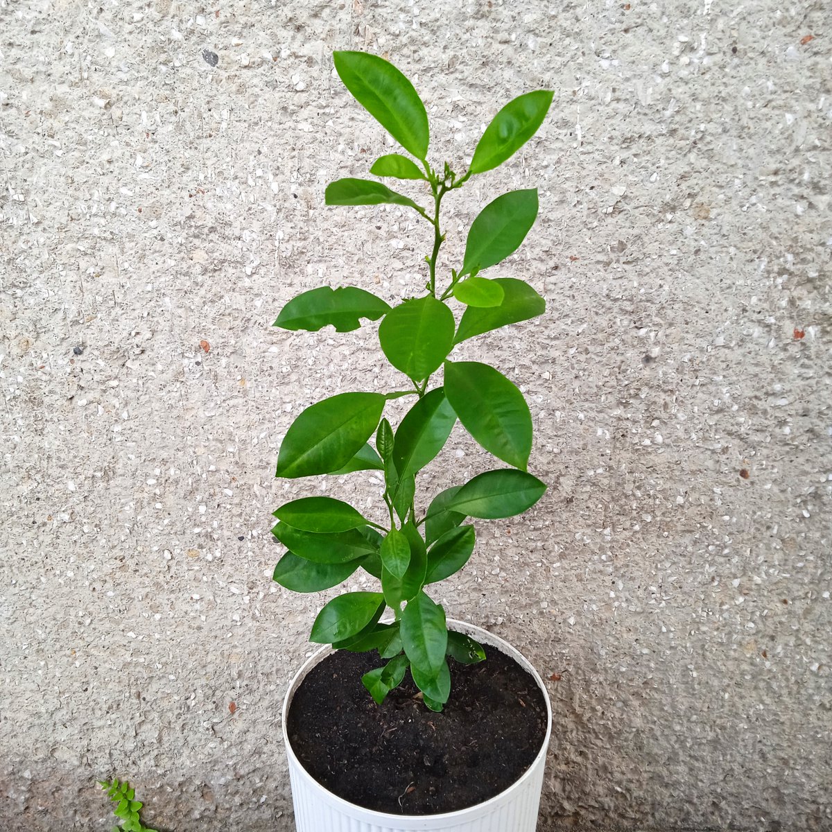 Calamansi Plant In Pot