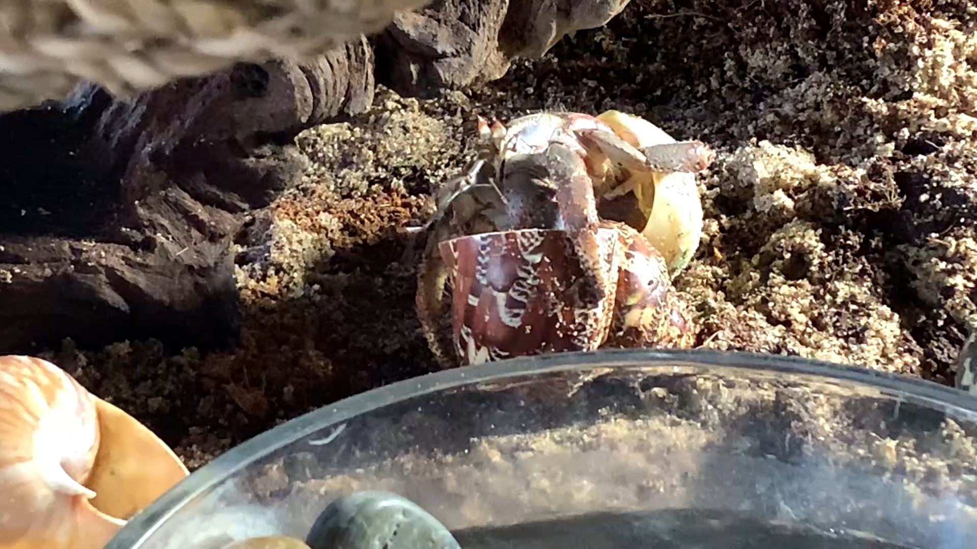 Hermit Crab Exoskeleton