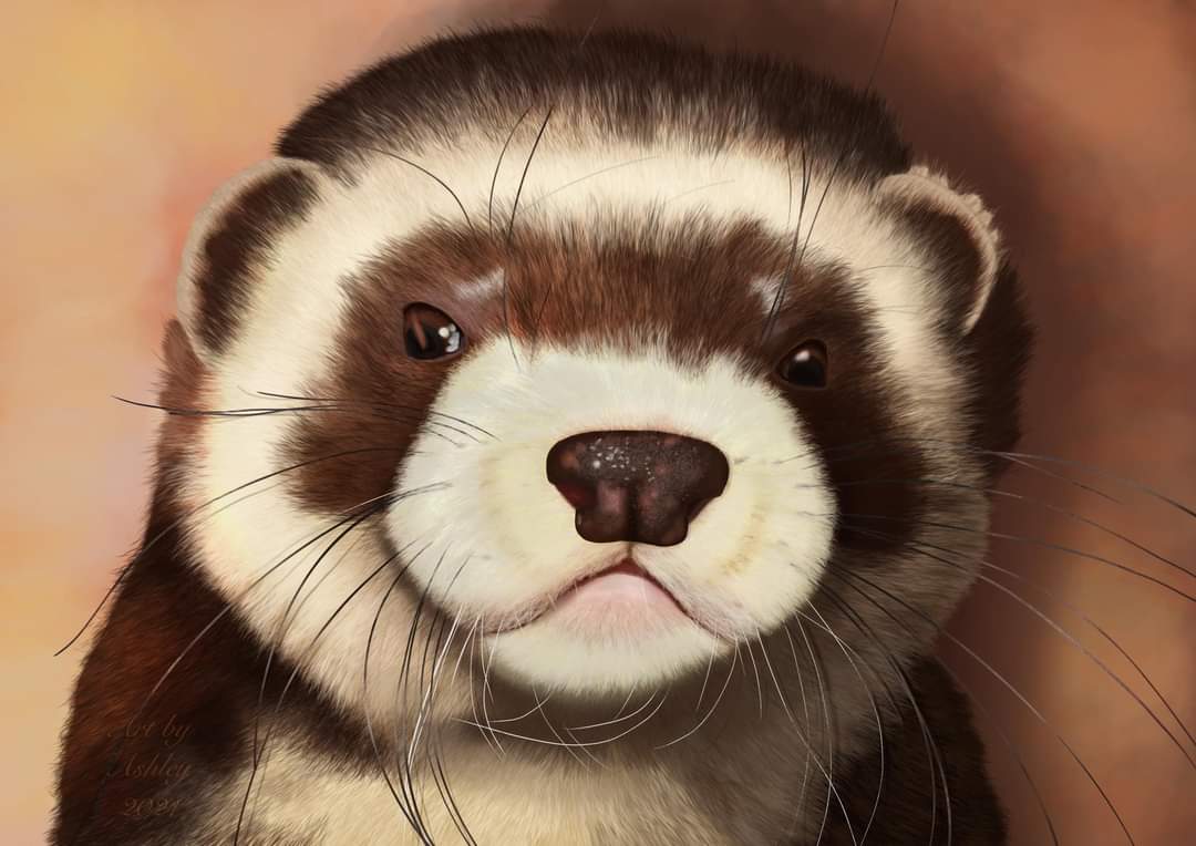 Realistic Ferret Drawing