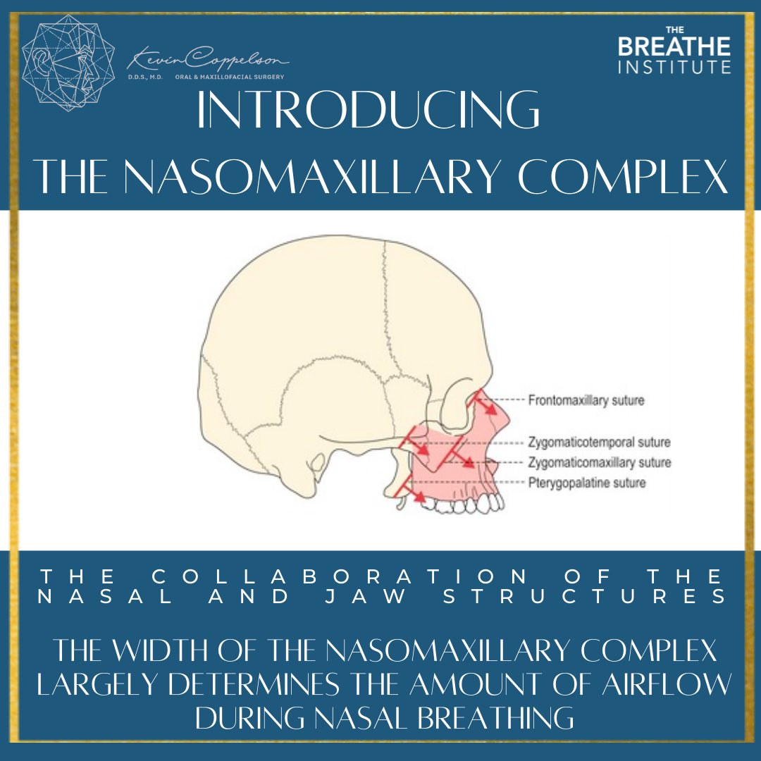 Nasomaxillary Suture