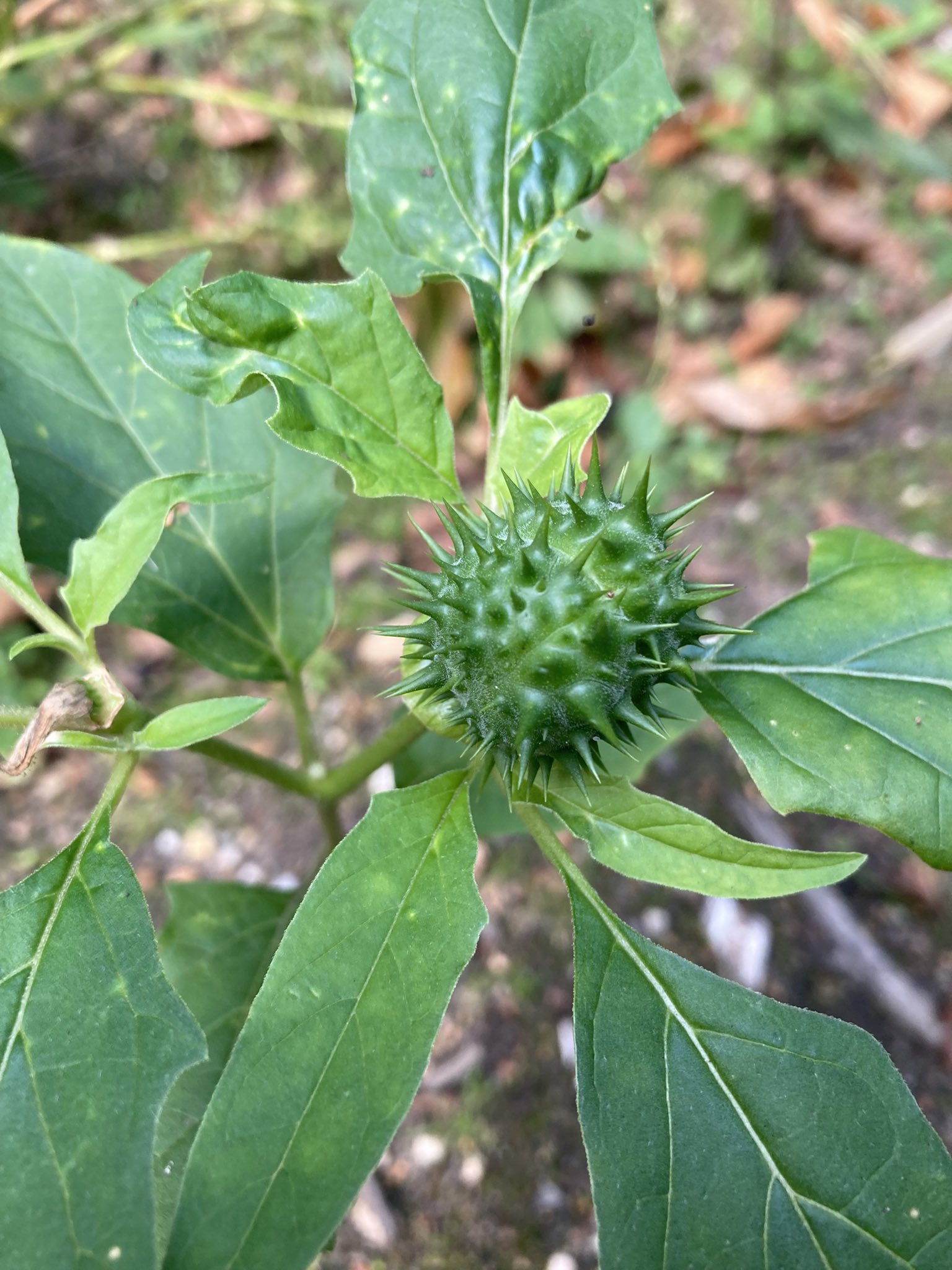 Datura Stramonium Fruit