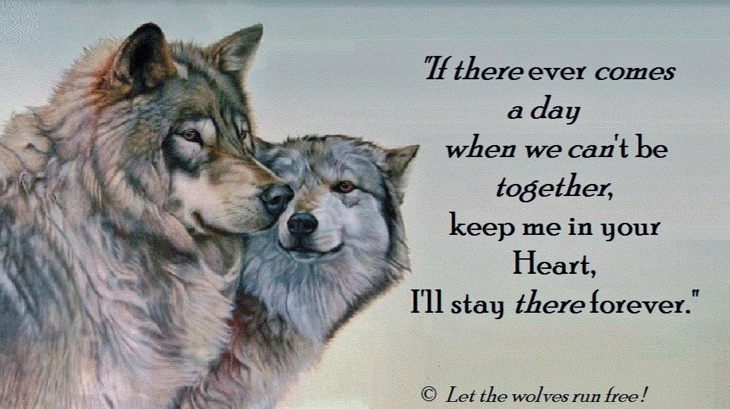 Wolf Love Quotes