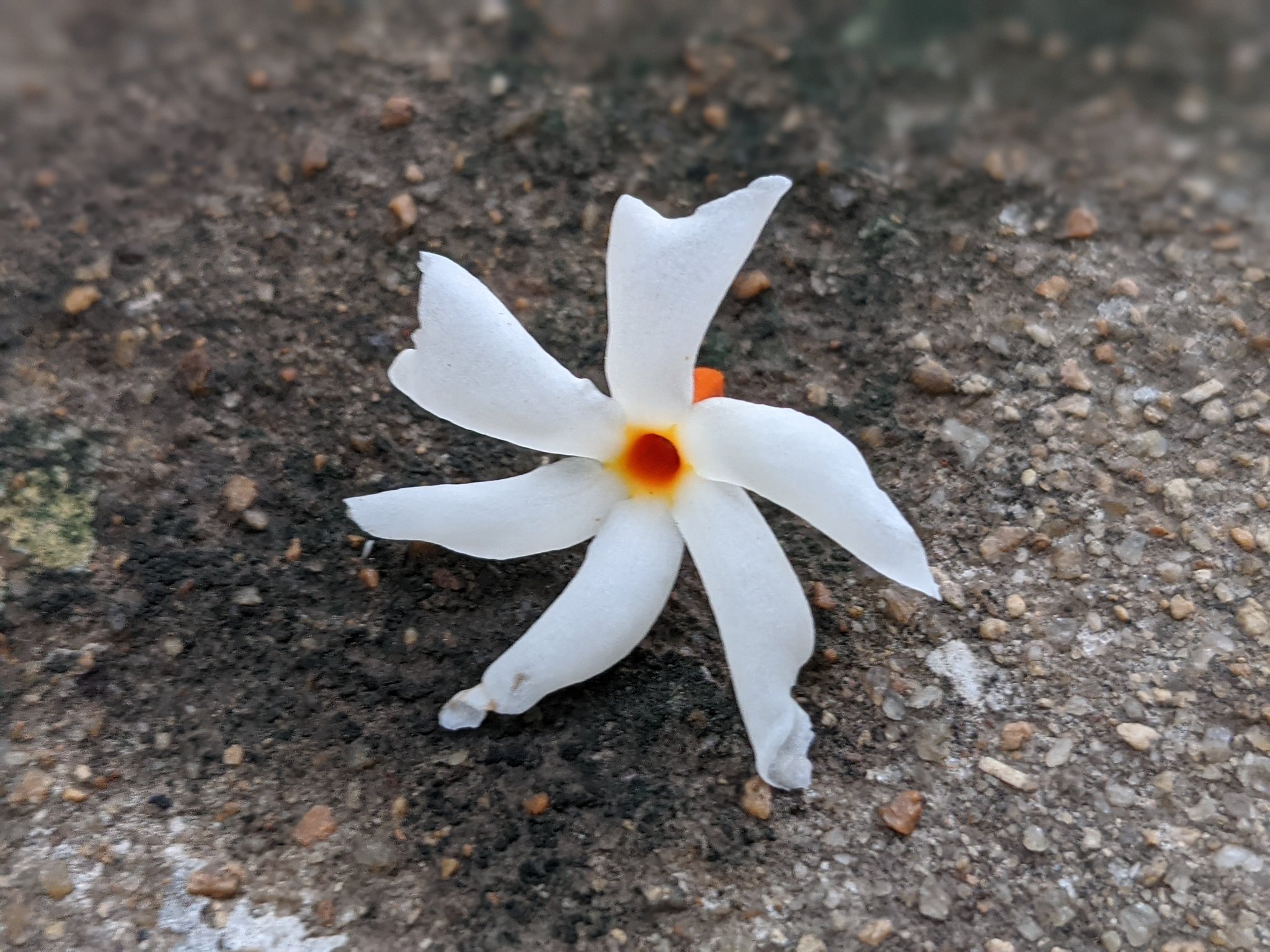 Sepalika Flower