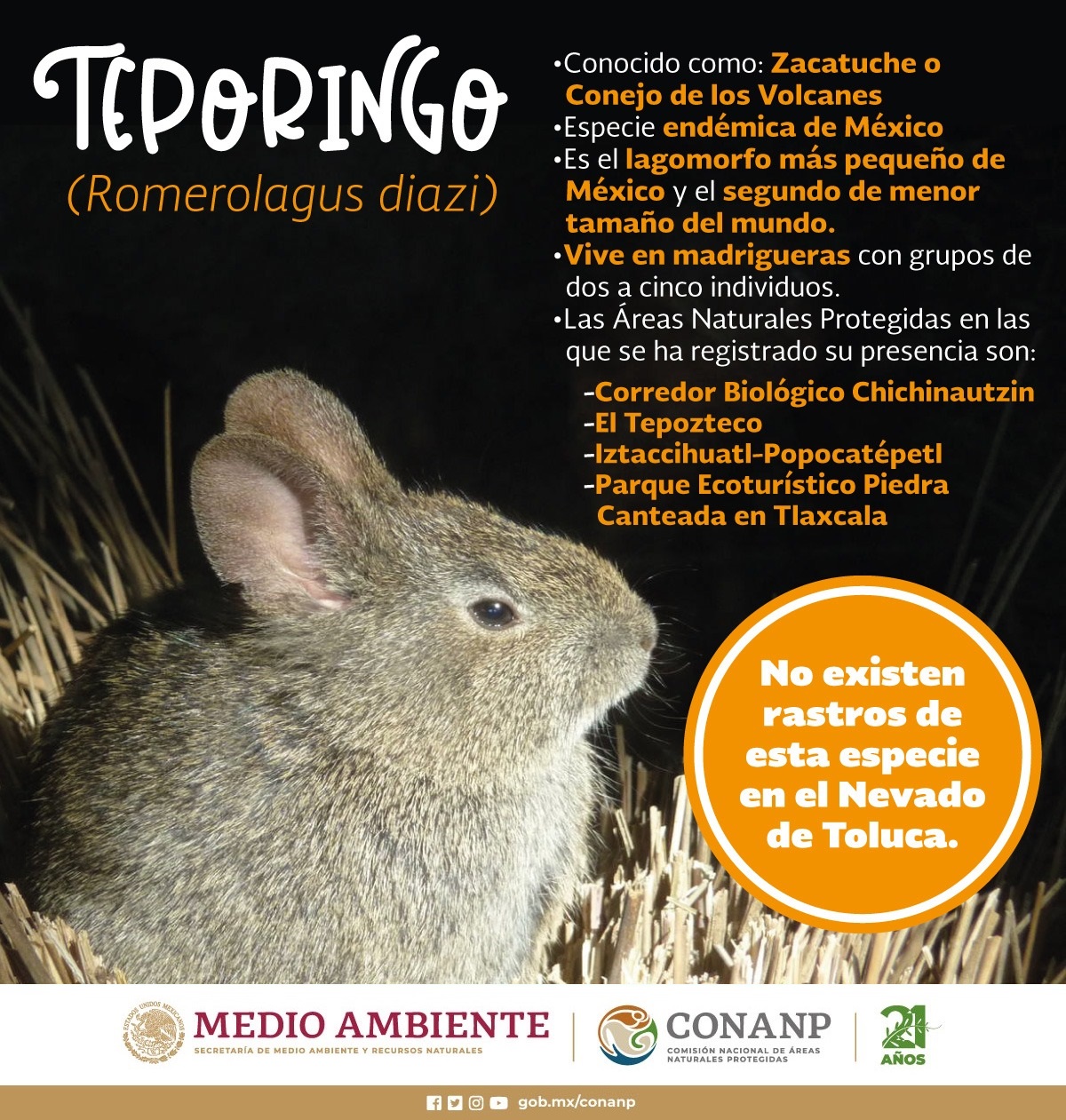 Teporingo Wholesale Offers | www.micoope.com.gt