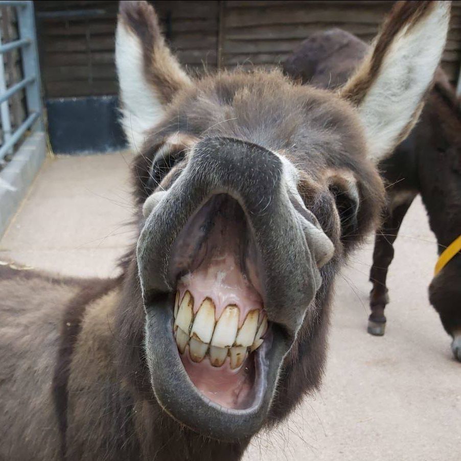 Donkey Face Smiling