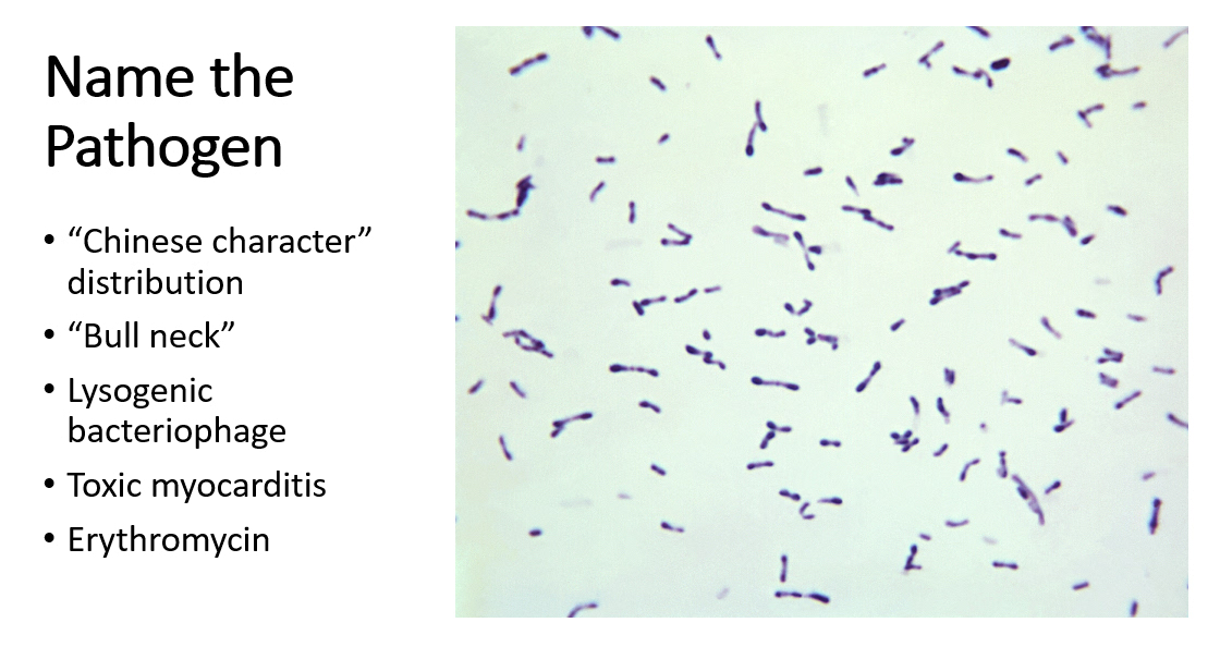 Corynebacterium Diphtheriae Chinese Letters