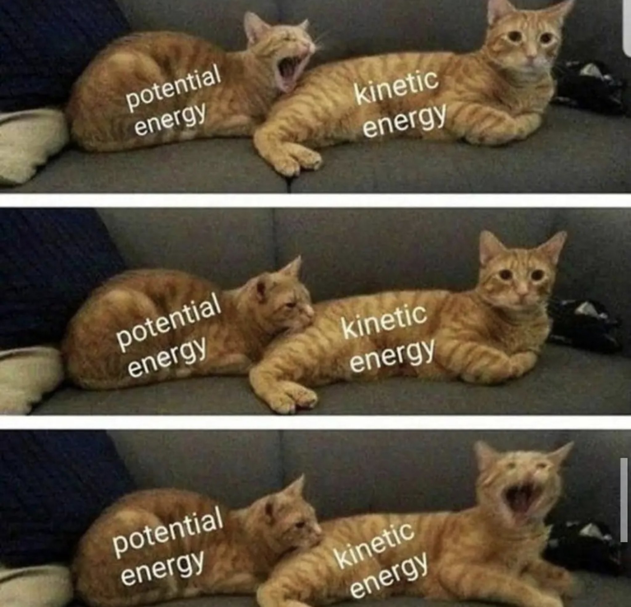 Physics Cat Meme