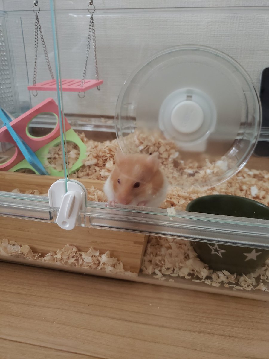 junon (@sub_junon) | Twitter