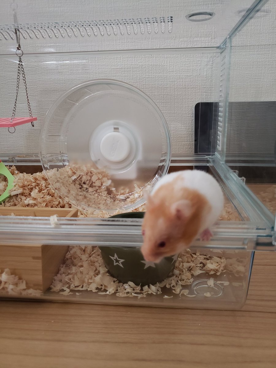 junon (@sub_junon) | Twitter