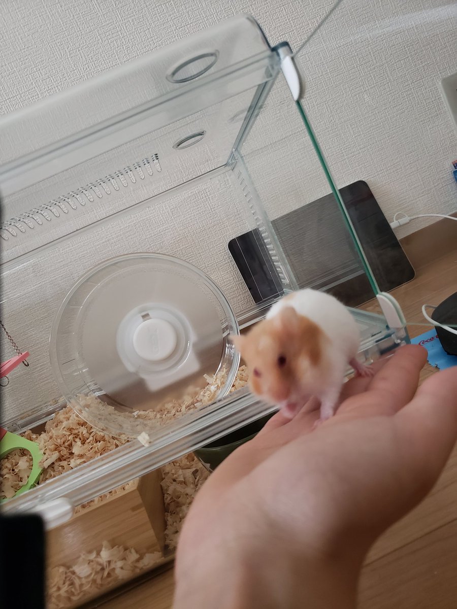 junon (@sub_junon) | Twitter