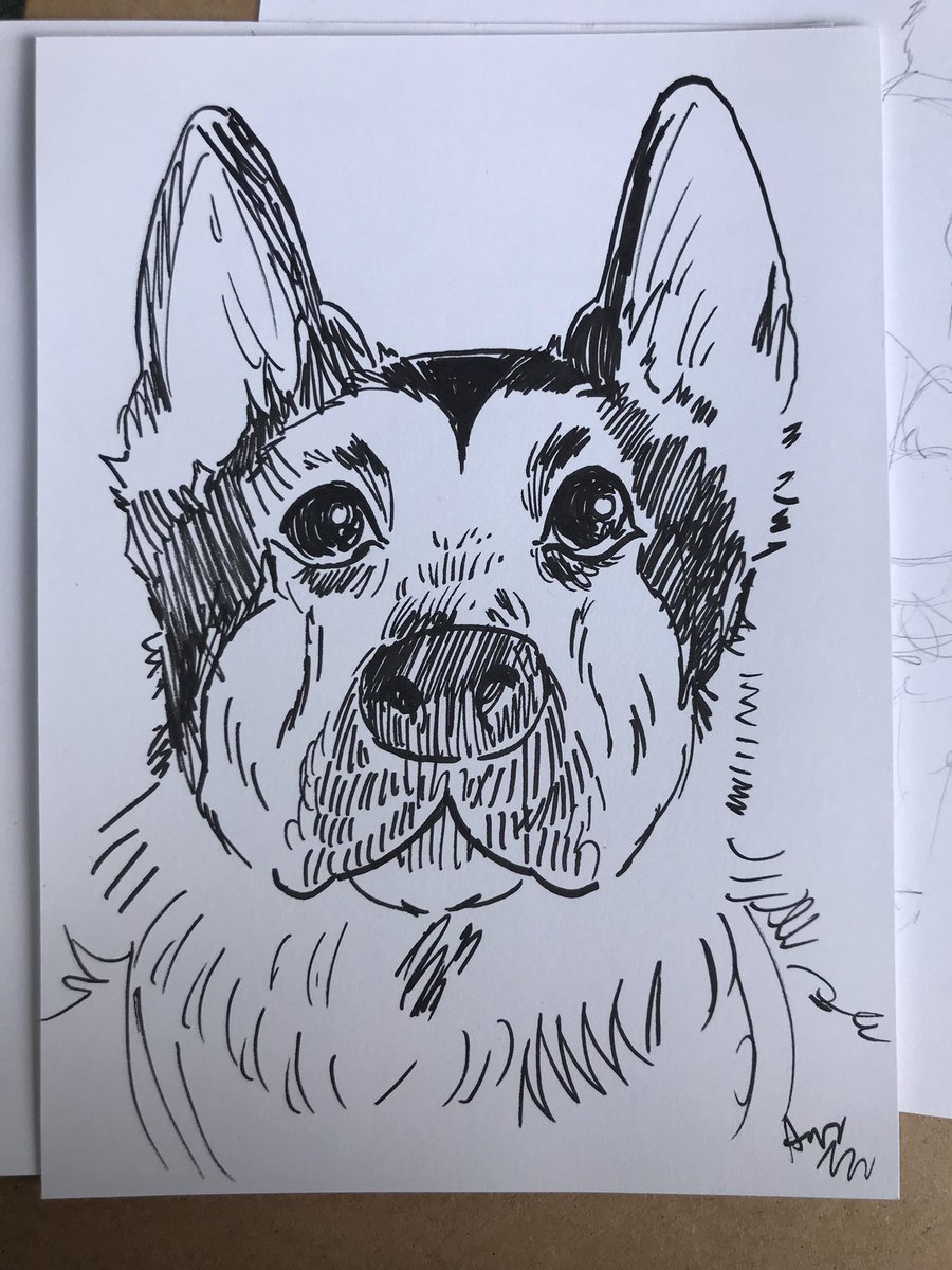 I drew a Lot of pets today