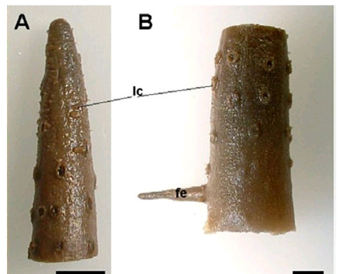 Pneumatophores