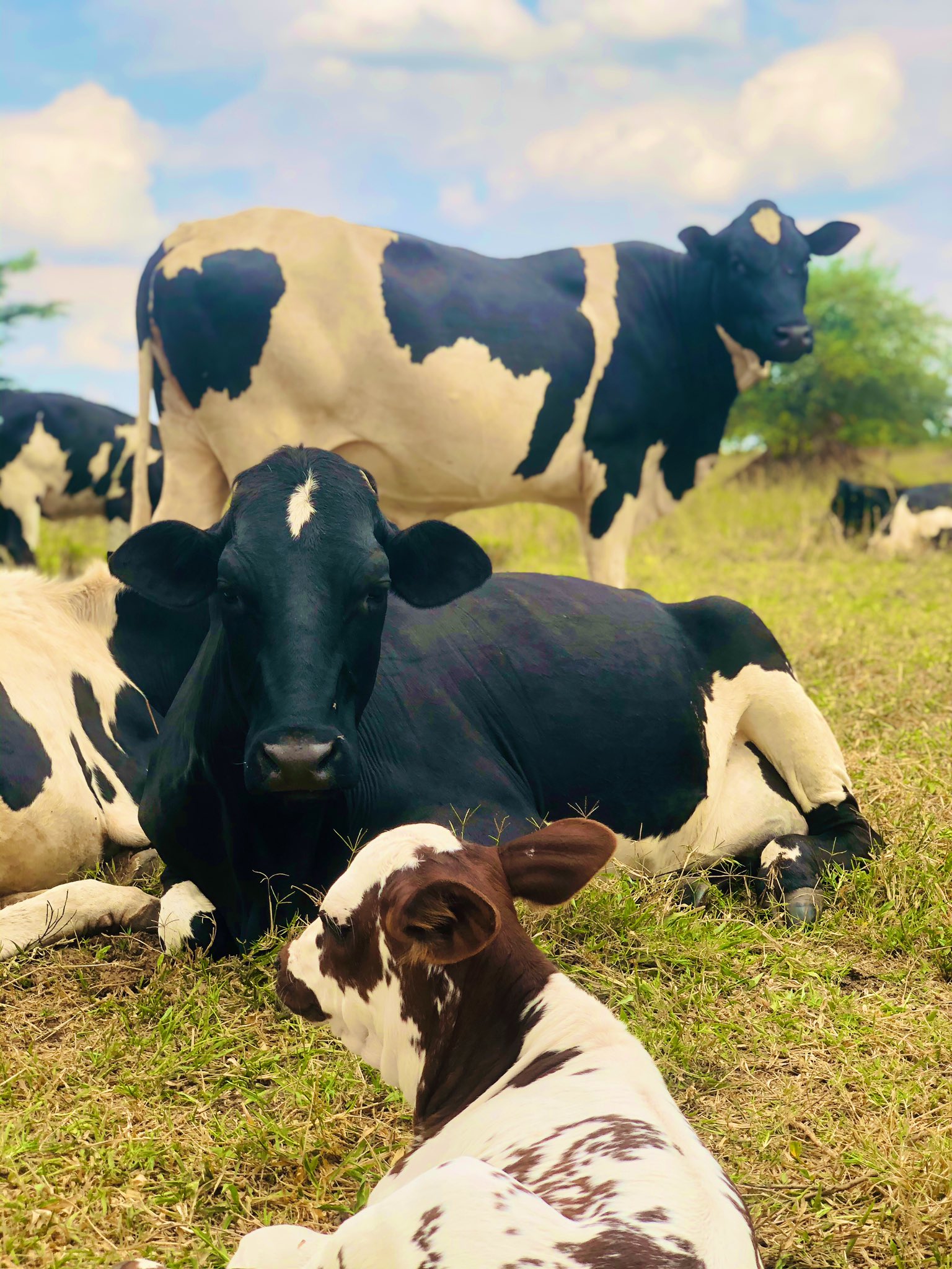 Are You My Mother Cow