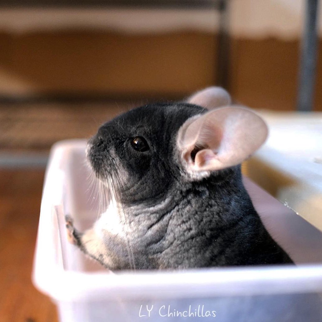 Black Velvet Chinchilla Baby