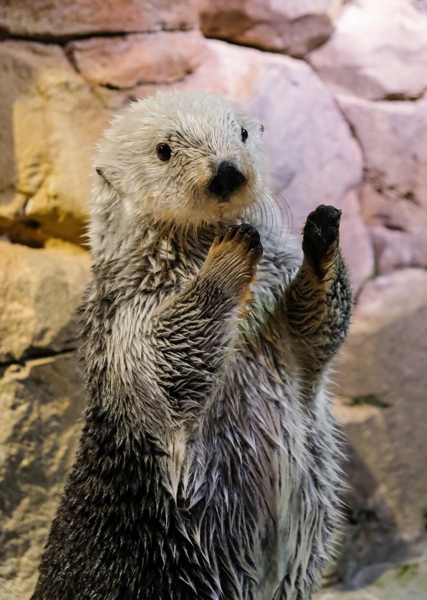 Sea Otter Standing