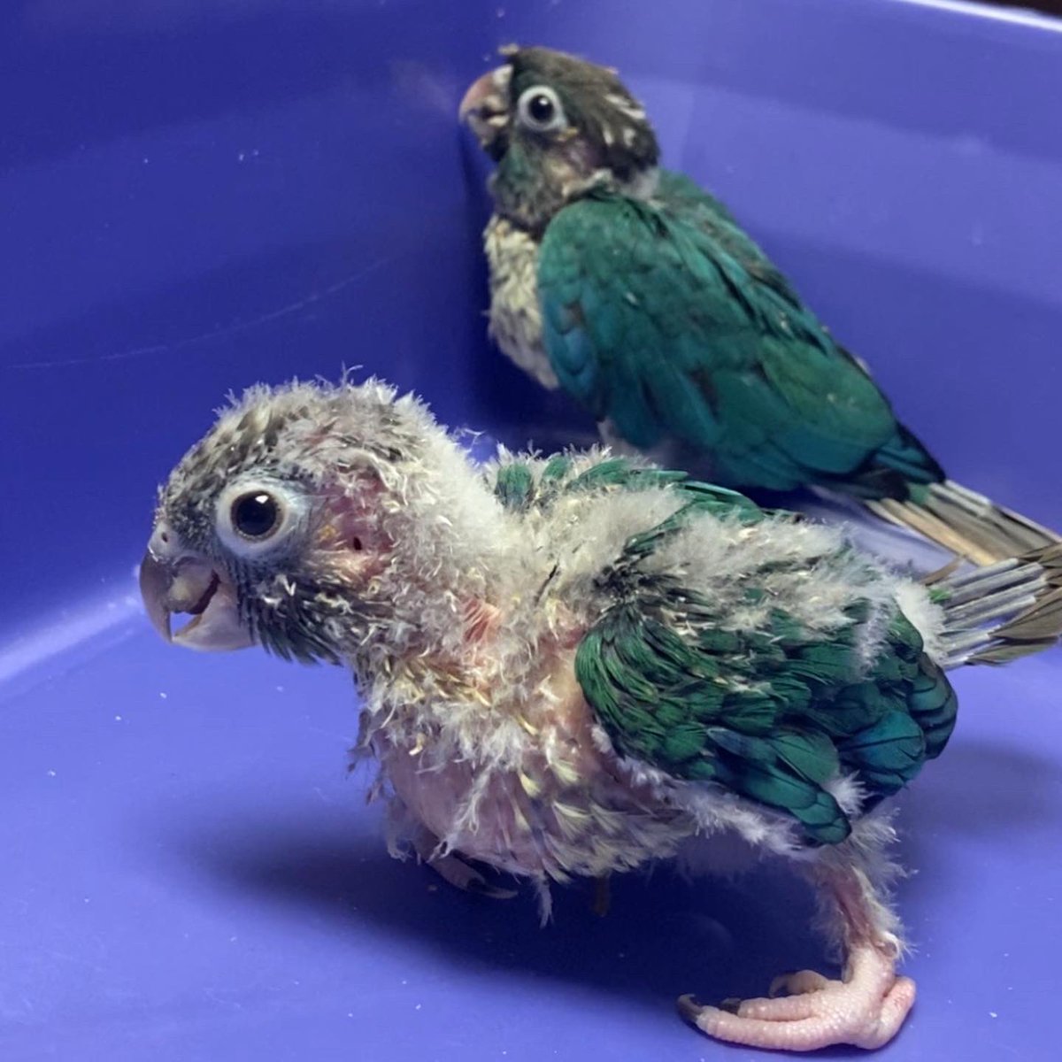 Turquoise Conure Baby